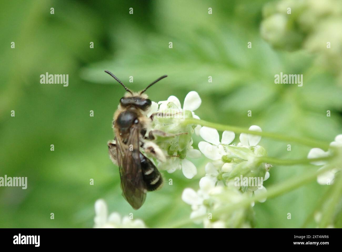Mining Bees (Andrena) Insecta Stock Photo - Alamy