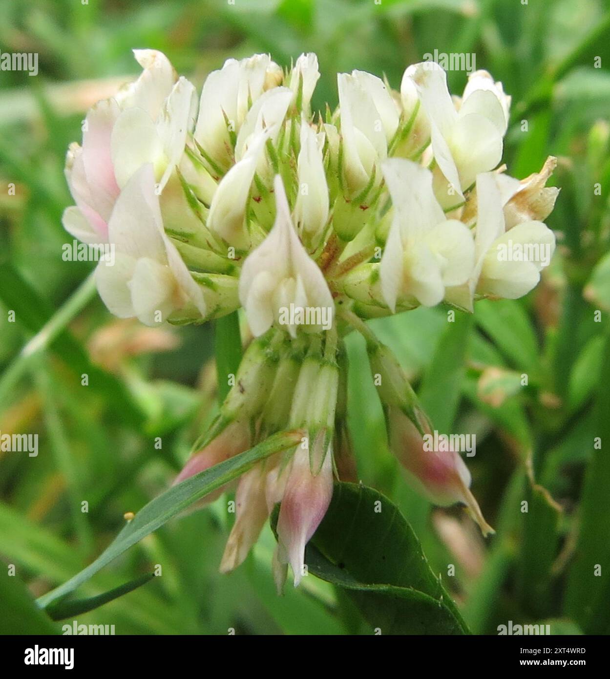 white clover (Trifolium repens) Plantae Stock Photo - Alamy