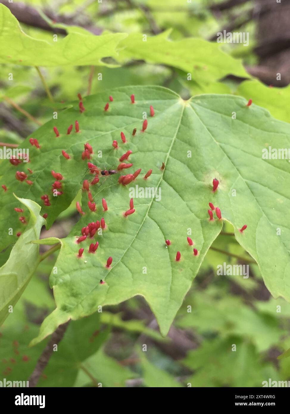 Maple Spindle Gall Mite (Vasates aceriscrumena) Arachnida Stock Photo ...