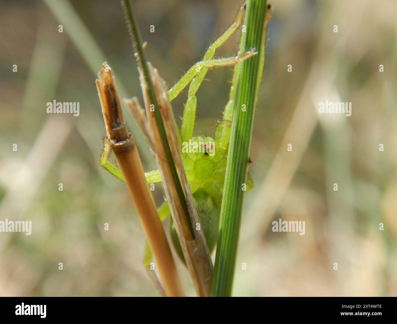 Green Huntsman Spider (Micrommata ligurina) Arachnida Stock Photo - Alamy