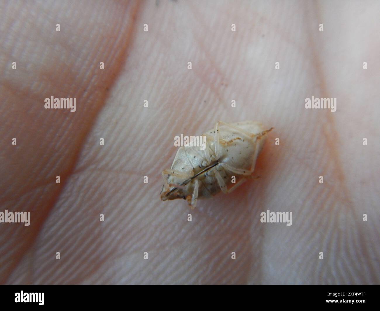 Bishop's Mitre Shield Bug (Aelia acuminata) Insecta Stock Photo - Alamy