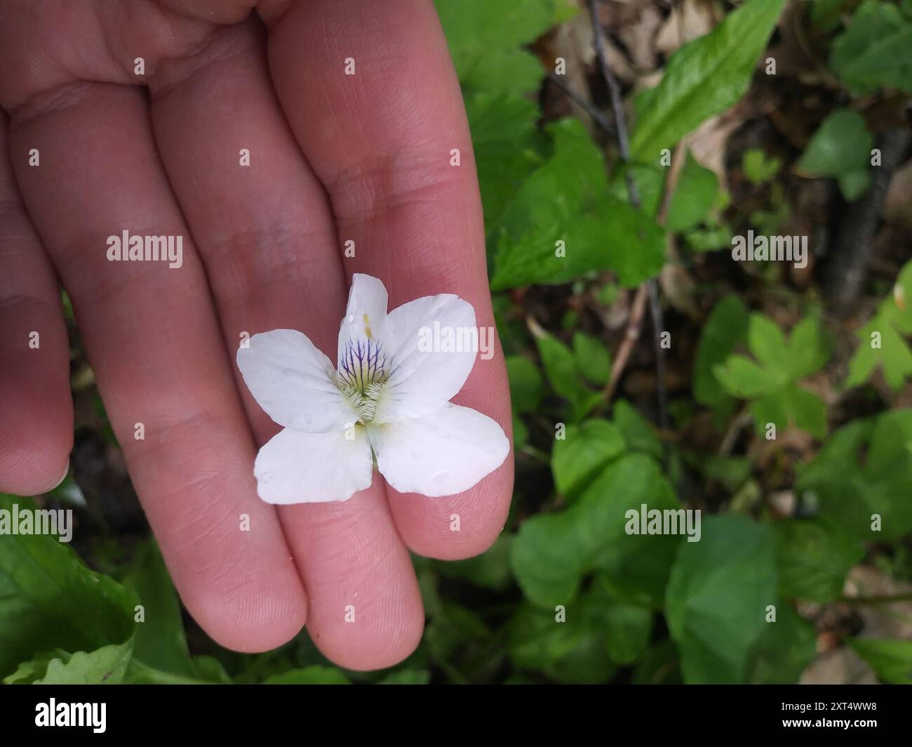 violets (Viola) Plantae Stock Photo - Alamy
