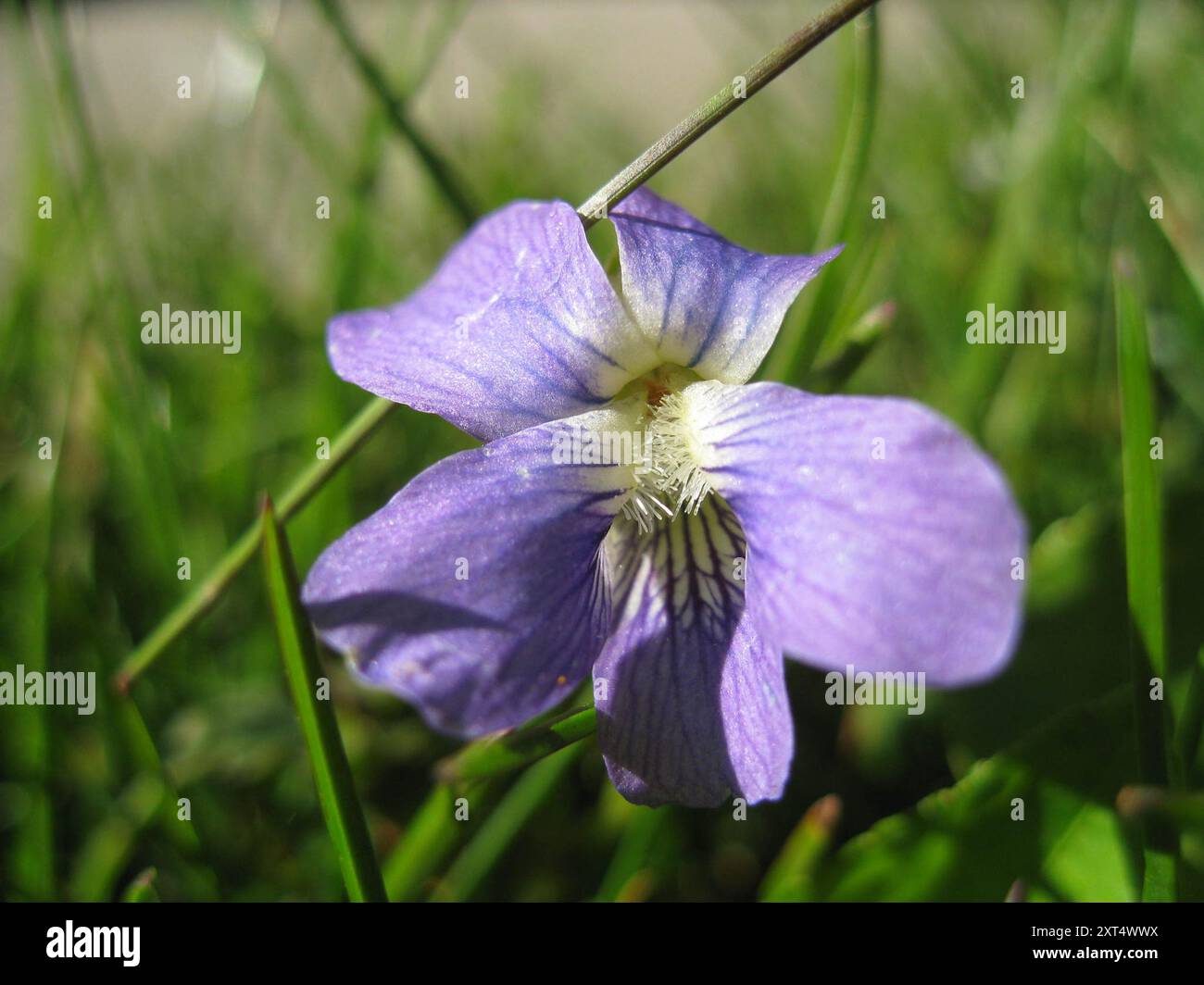 common blue violet (Viola sororia) Plantae Stock Photo - Alamy