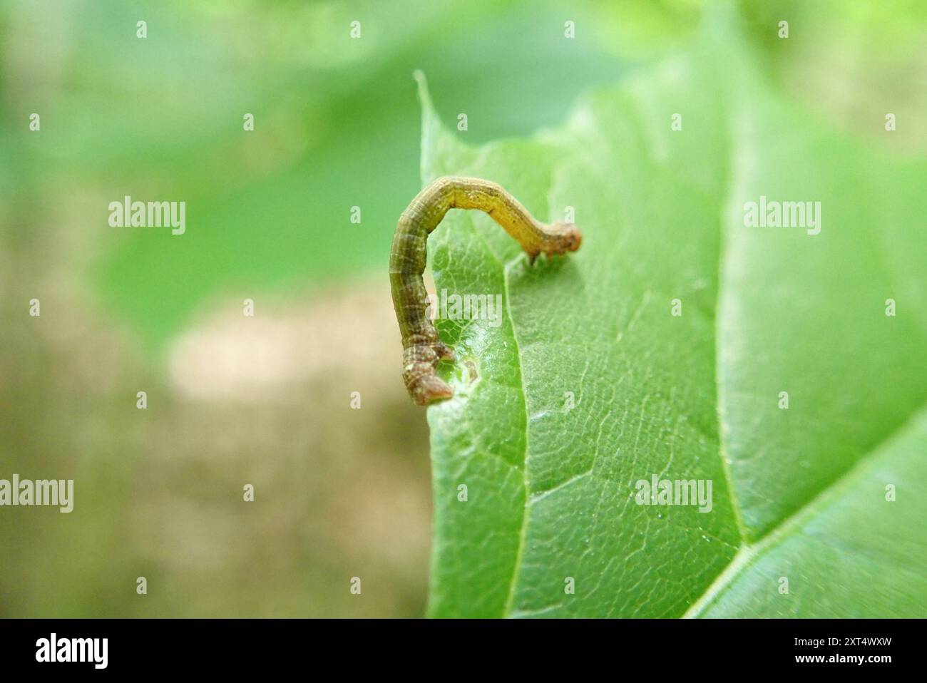 Geometer Moths (Geometridae) Insecta Stock Photo - Alamy