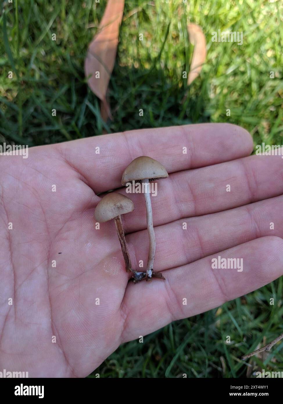 Mower's Mushroom (Panaeolus foenisecii) Fungi Stock Photo - Alamy