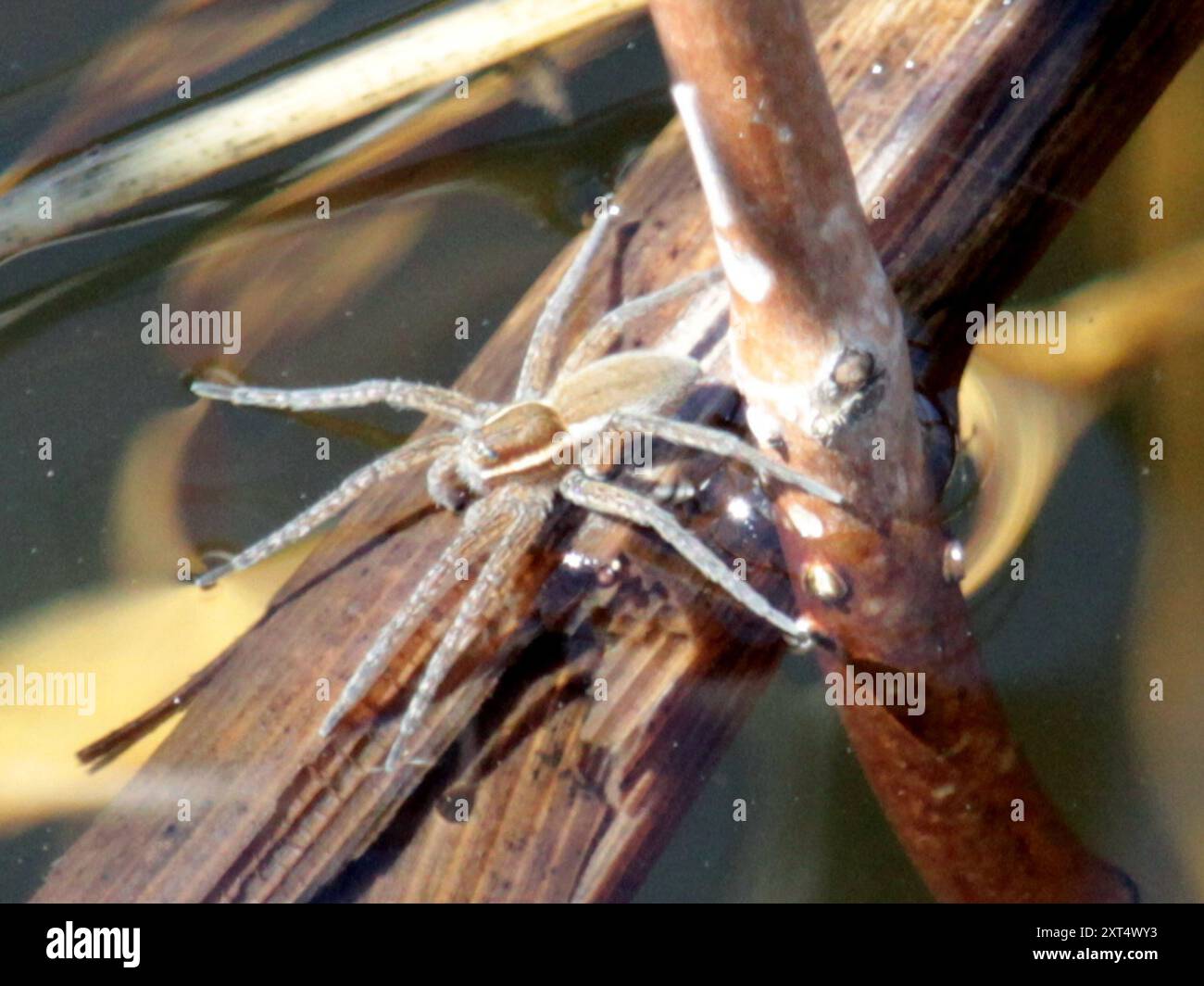 American Nursery Web Spider (Pisaurina mira) Arachnida Stock Photo - Alamy