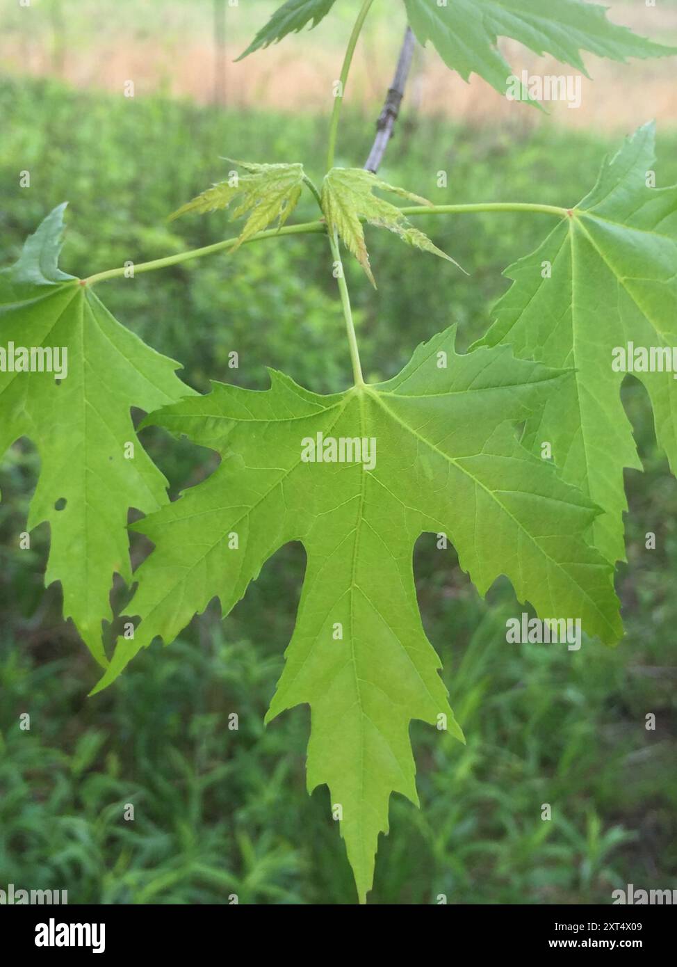 silver maple (Acer saccharinum) Plantae Stock Photo - Alamy