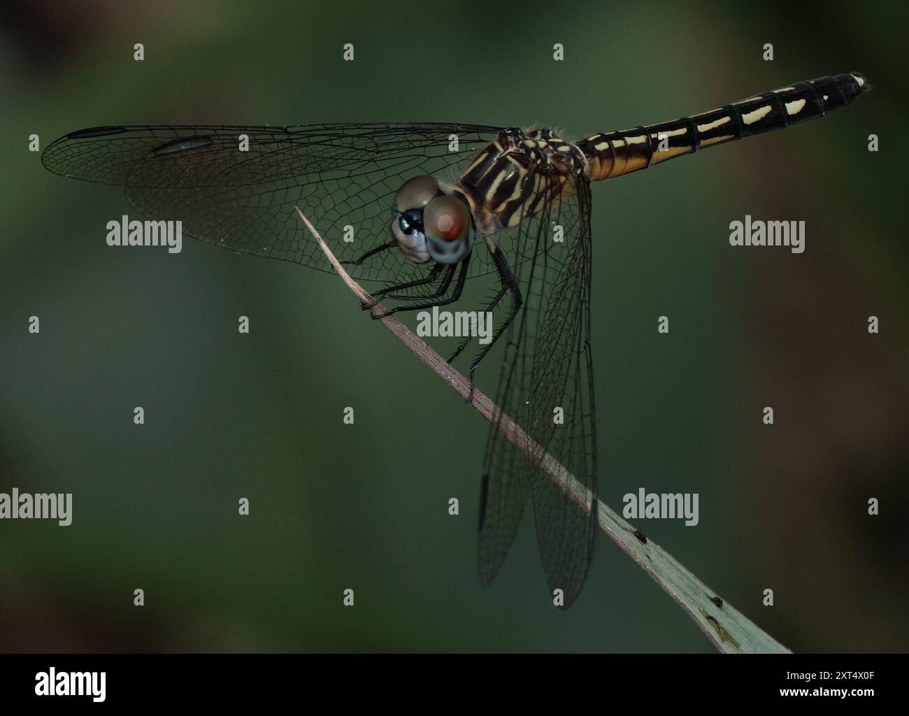 Blue Dasher (Pachydiplax longipennis) Insecta Stock Photo - Alamy