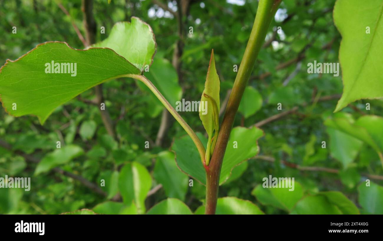 Callery pear (Pyrus calleryana) Plantae Stock Photo - Alamy