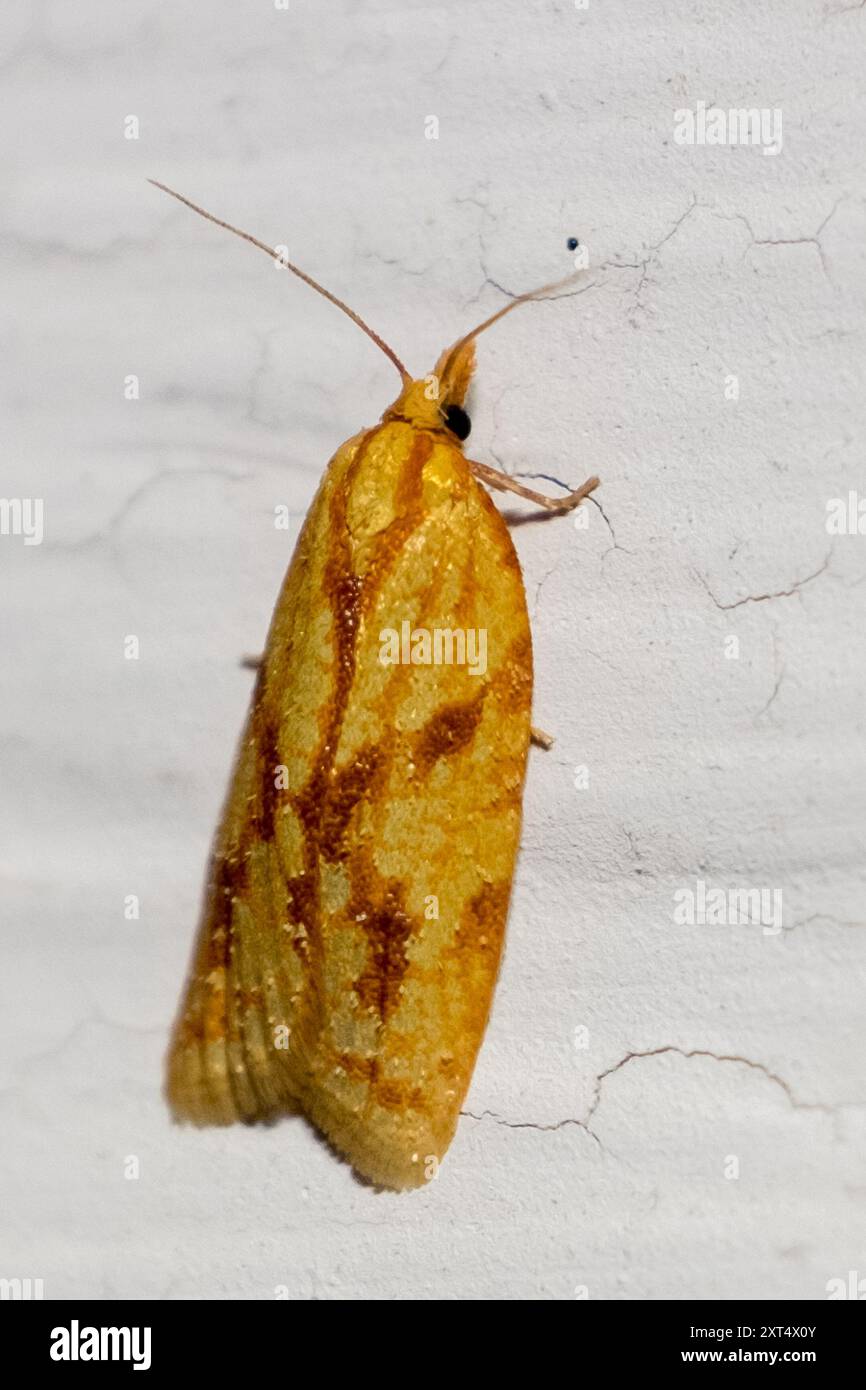 Sparganothis Fruitworm Moth (Sparganothis sulfureana) Insecta Stock ...