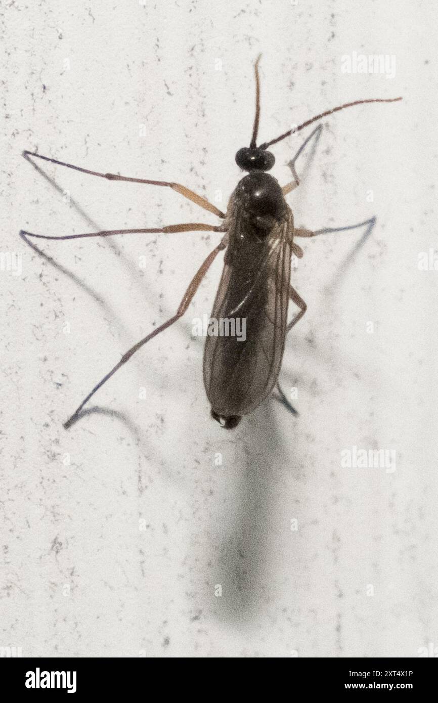 Fungus Gnats and Gall Midges (Sciaroidea) Insecta Stock Photo - Alamy