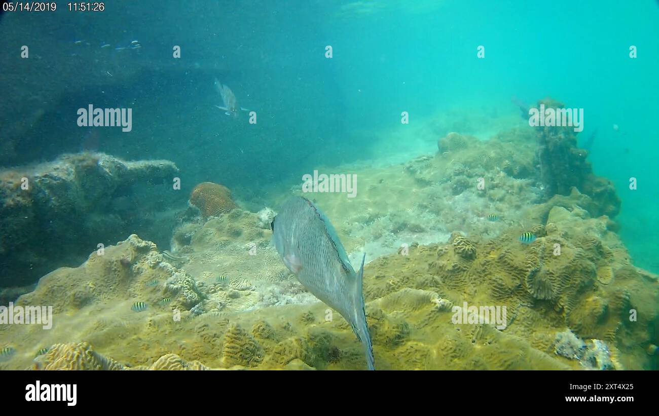 Gray Snapper (Lutjanus griseus) Actinopterygii Stock Photo - Alamy