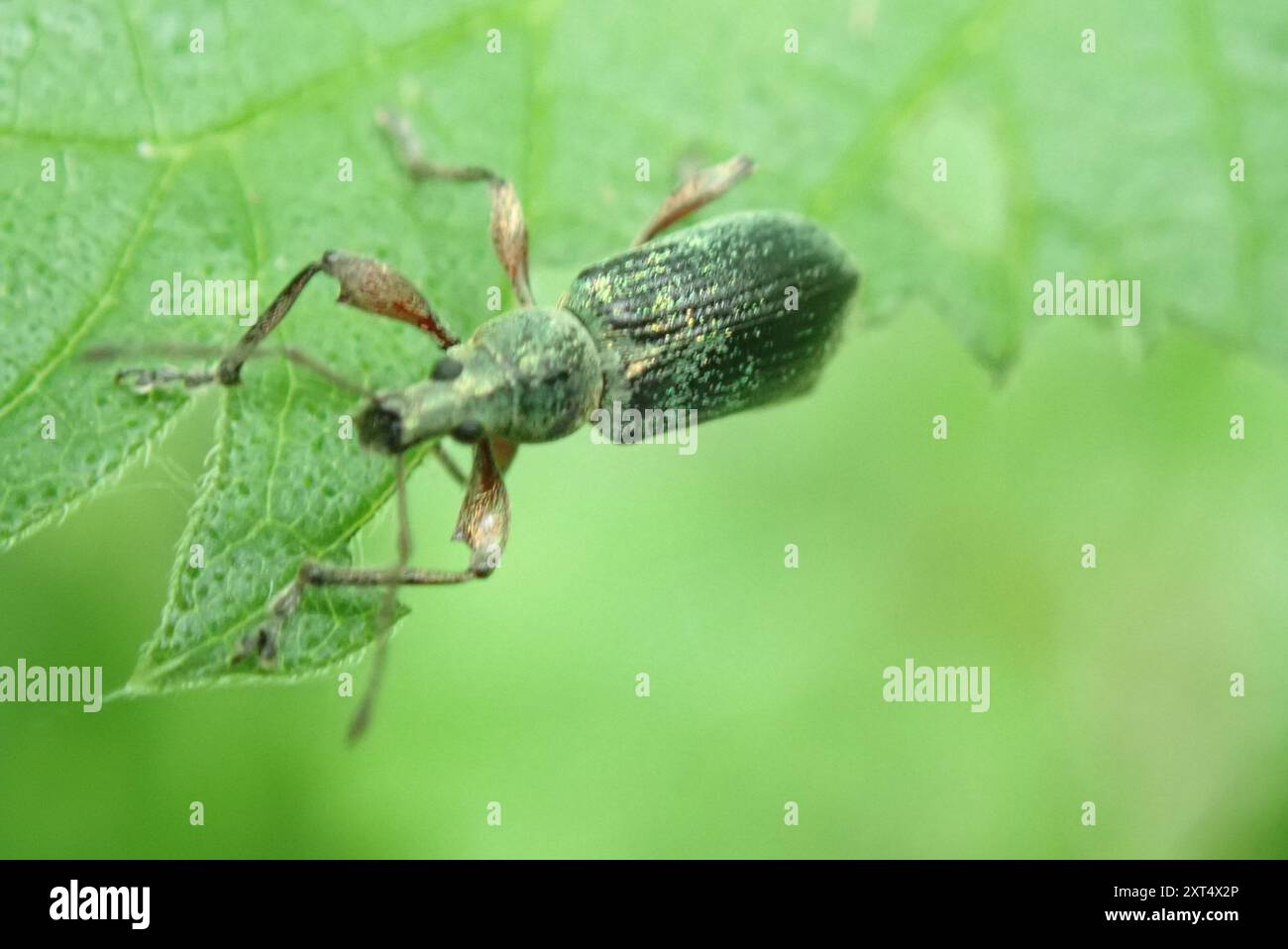 Nettle weevil (Phyllobius pomaceus) Insecta Stock Photo - Alamy