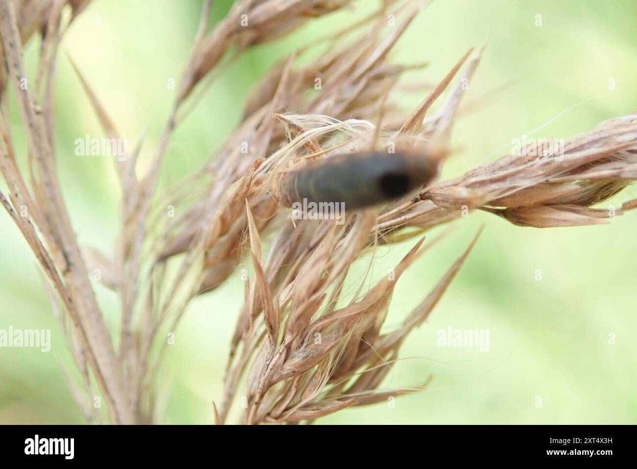Rye Ergot (Claviceps purpurea) Fungi Stock Photo - Alamy