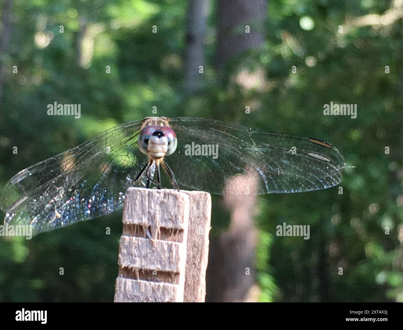 Blue Dasher (Pachydiplax longipennis) Insecta Stock Photo - Alamy