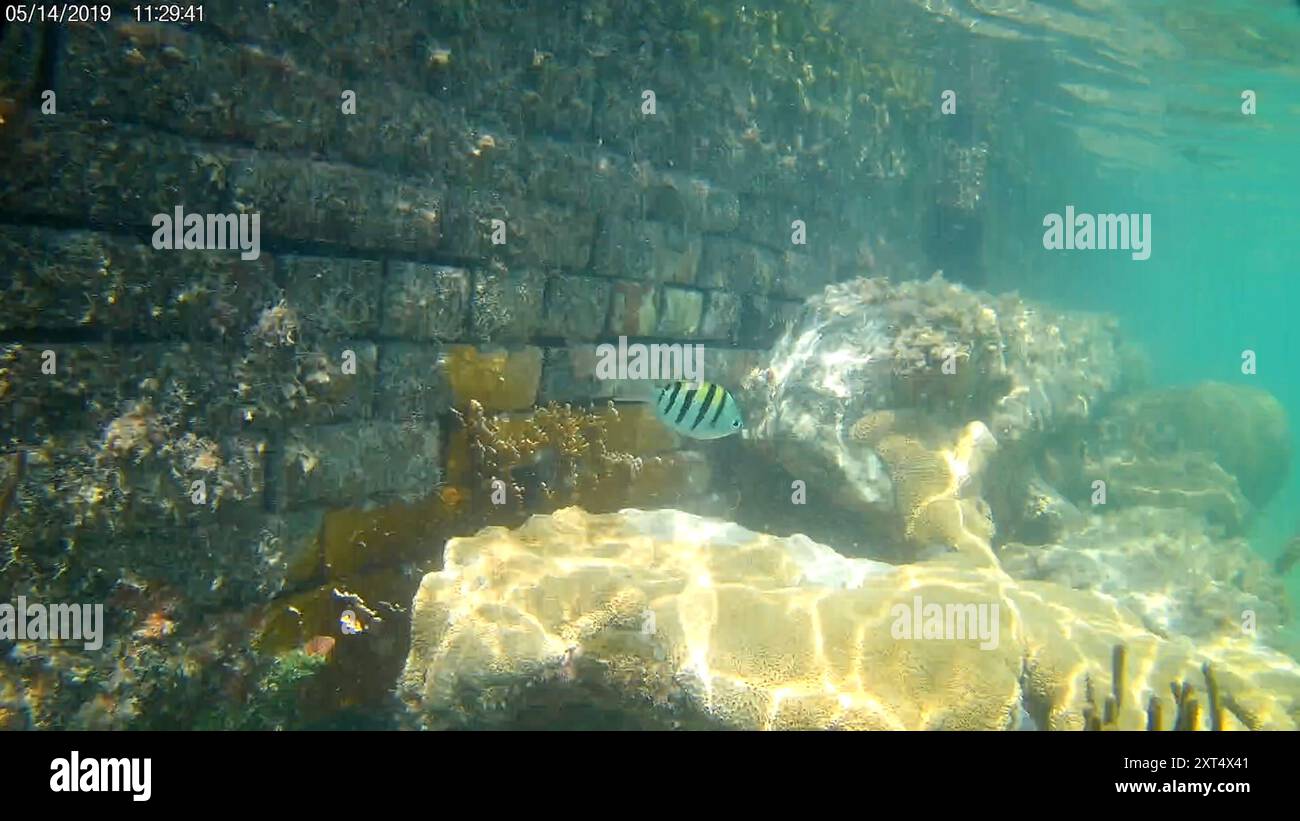 Atlantic Sergeant Major (Abudefduf saxatilis) Actinopterygii Stock ...