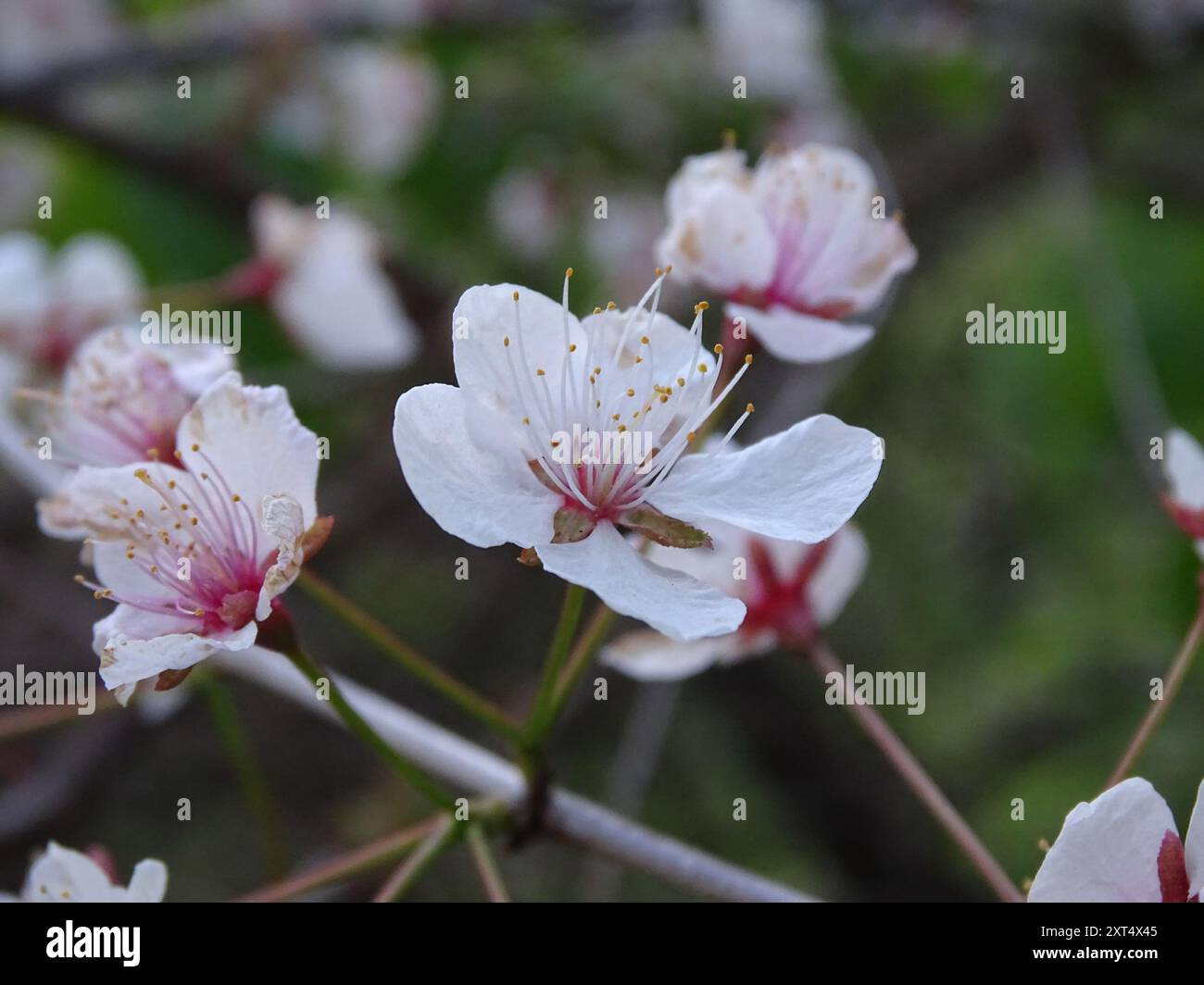 Canada plum (Prunus nigra) Plantae Stock Photo - Alamy