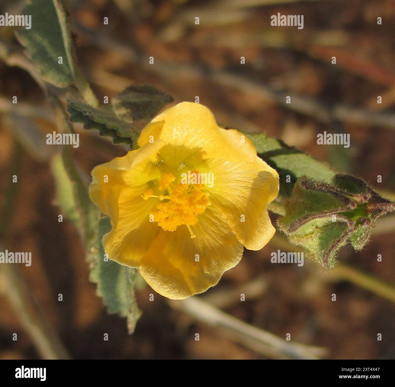 (Sida ovata) Plantae Stock Photo - Alamy