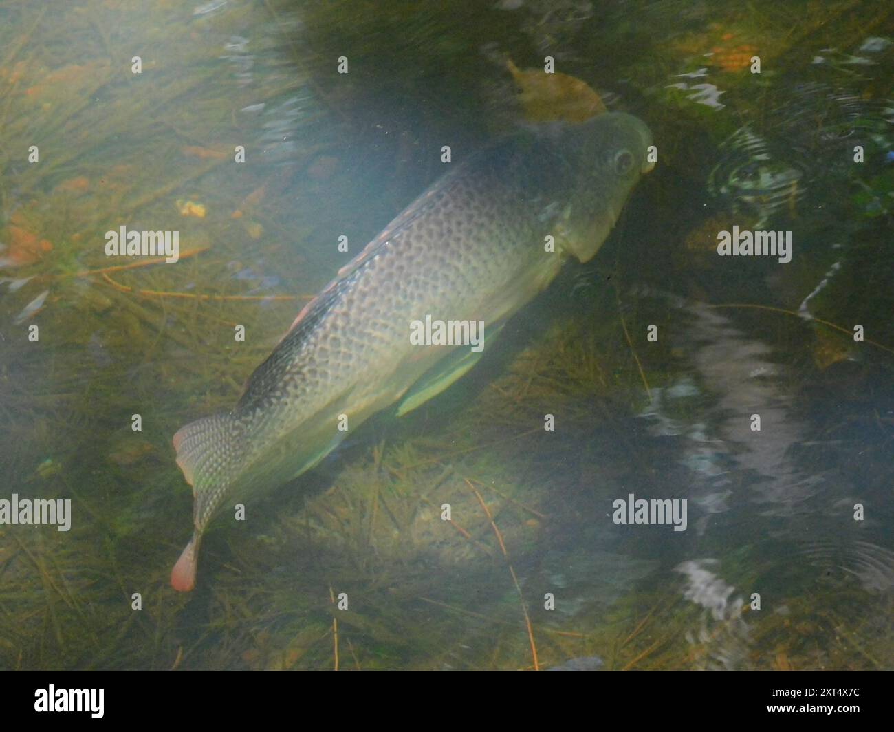 Blue Tilapia (Oreochromis aureus) Actinopterygii Stock Photo - Alamy