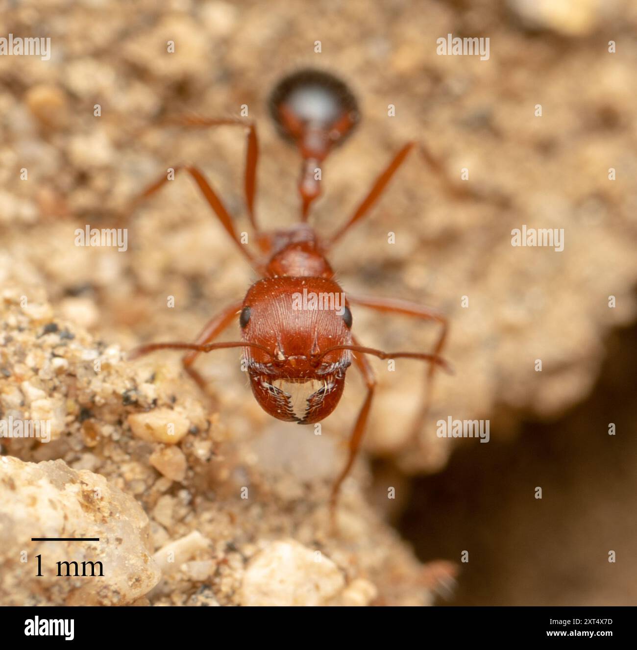 California Harvester Ant (Pogonomyrmex californicus) Insecta Stock ...