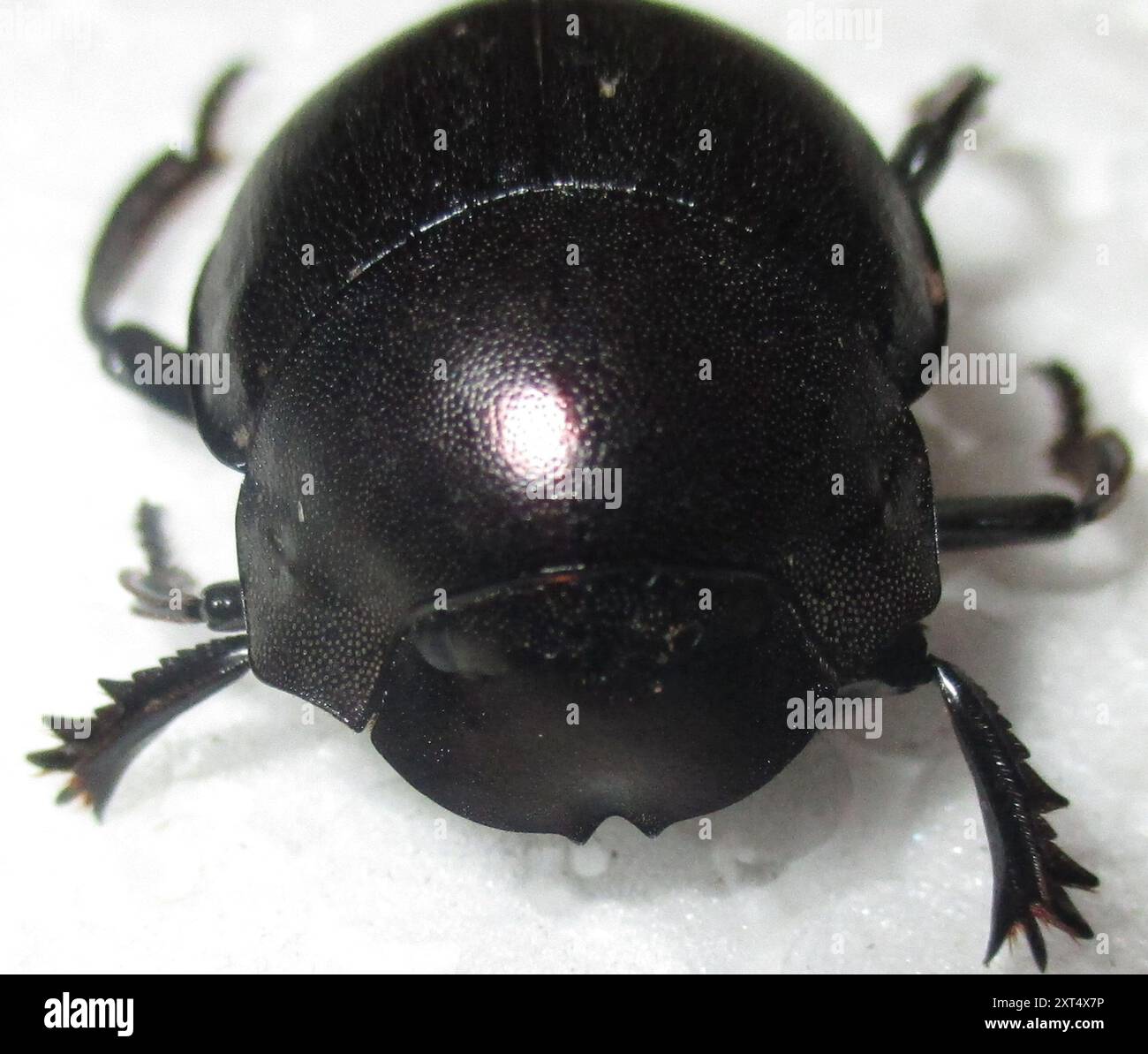 Plum Dung Beetle (Chalconotus convexus) Insecta Stock Photo - Alamy