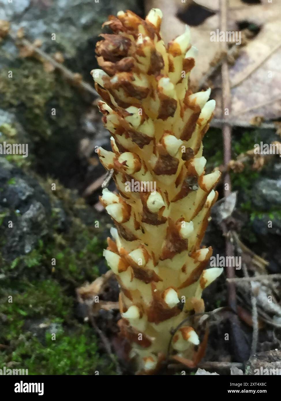American cancer-root (Conopholis americana) Plantae Stock Photo - Alamy