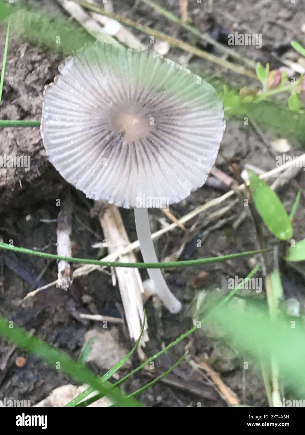 pleated inkcap (Parasola plicatilis) Fungi Stock Photo - Alamy