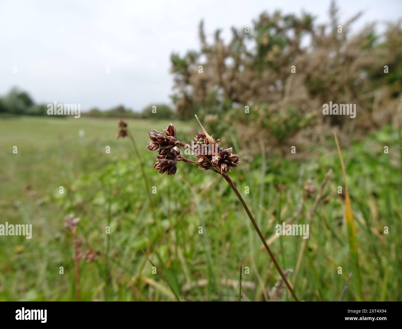 heath wood-rush (Luzula multiflora) Plantae Stock Photo - Alamy