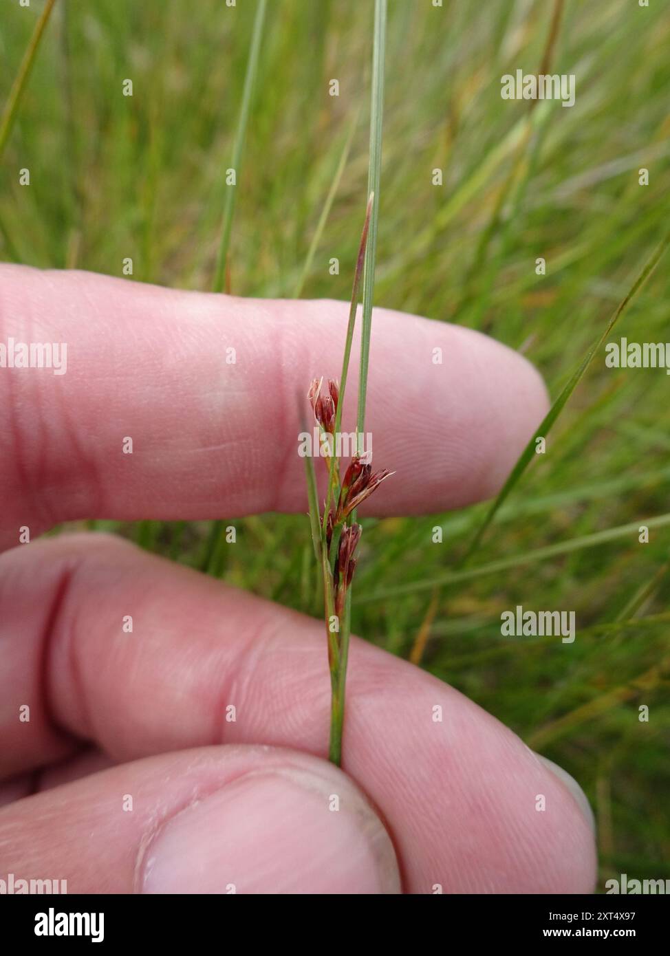 Saltmeadow Rush (Juncus gerardi) Plantae Stock Photo - Alamy