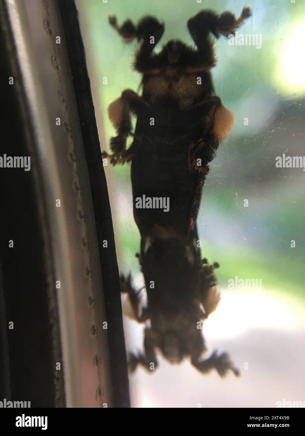 Hag Moth (Phobetron pithecium) Insecta Stock Photo - Alamy