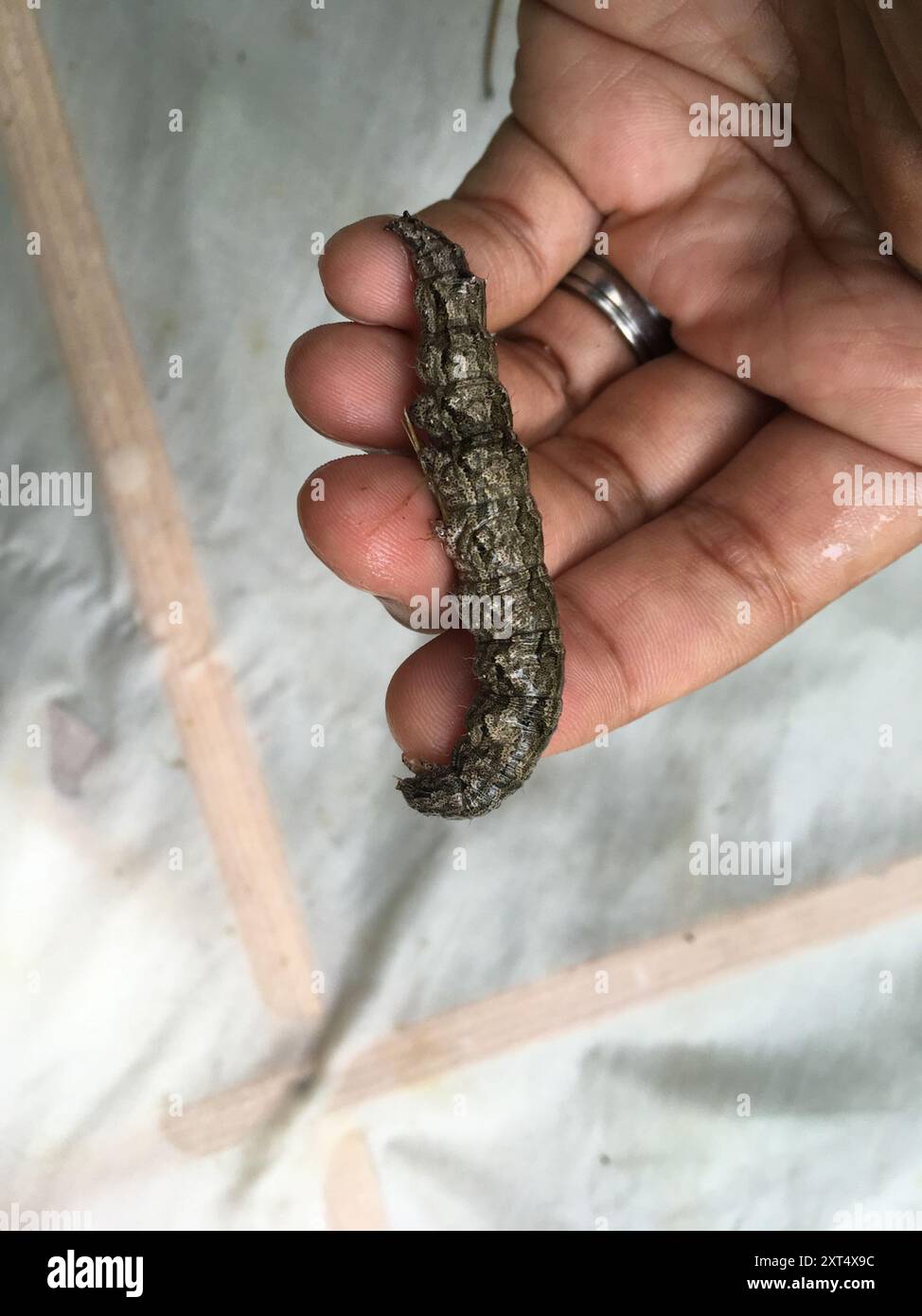 Underwing Moths (Catocala) Insecta Stock Photo - Alamy