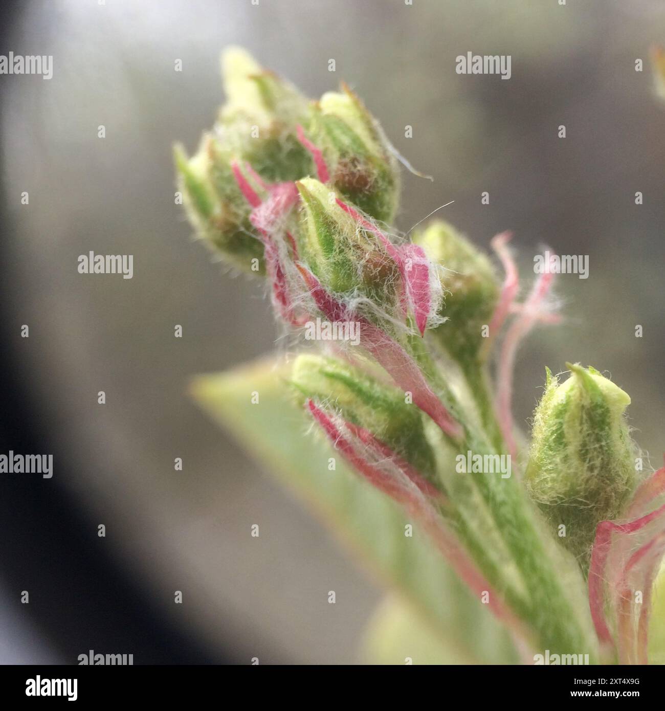 Running Serviceberry (Amelanchier stolonifera) Plantae Stock Photo - Alamy