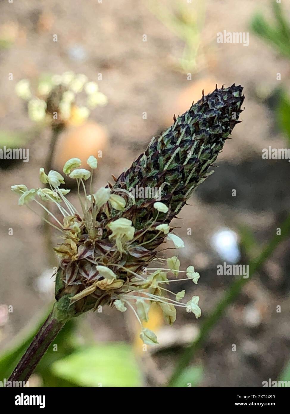 ribwort plantain (Plantago lanceolata) Plantae Stock Photo - Alamy