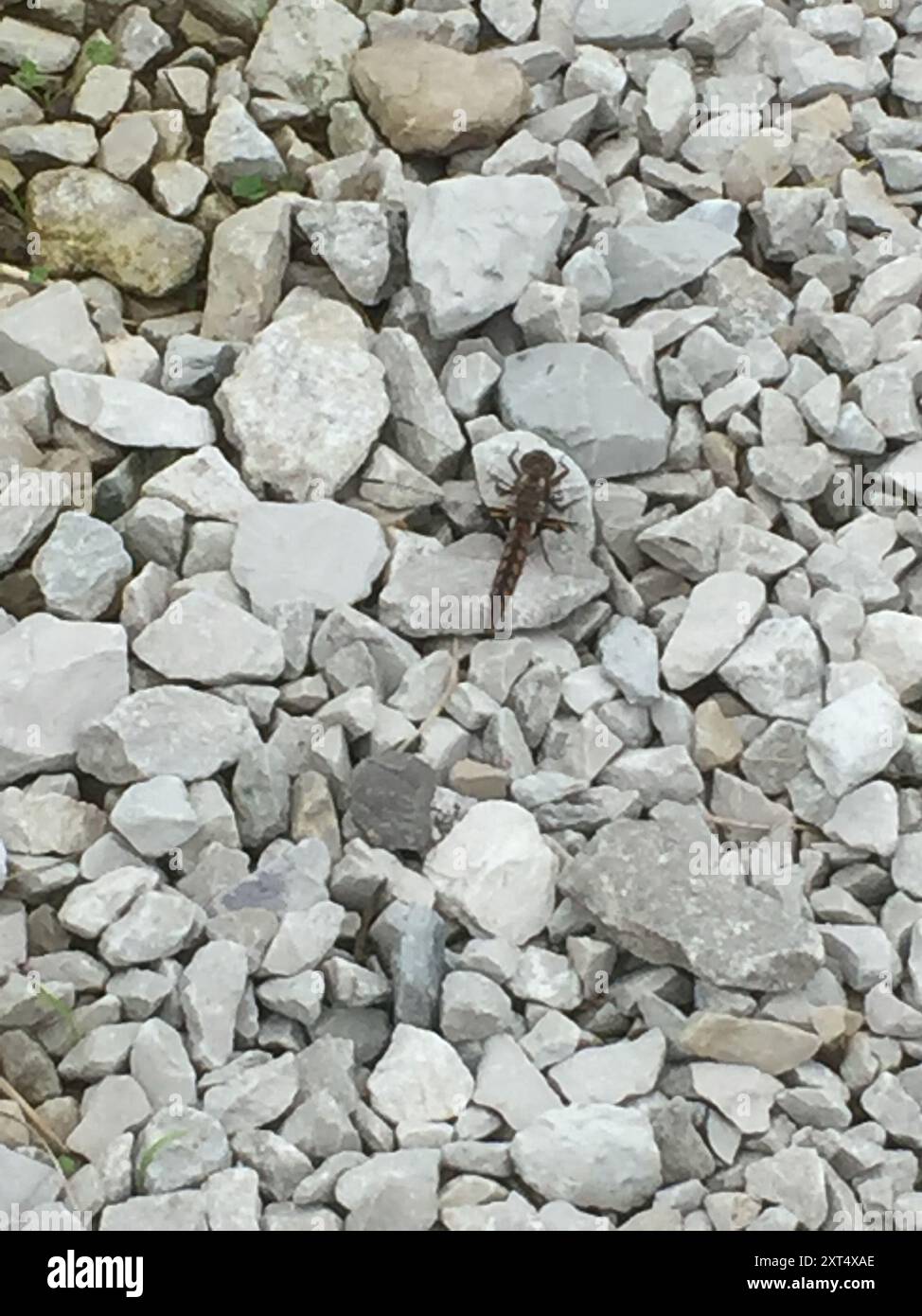 Blue Corporal (Ladona deplanata) Insecta Stock Photo - Alamy