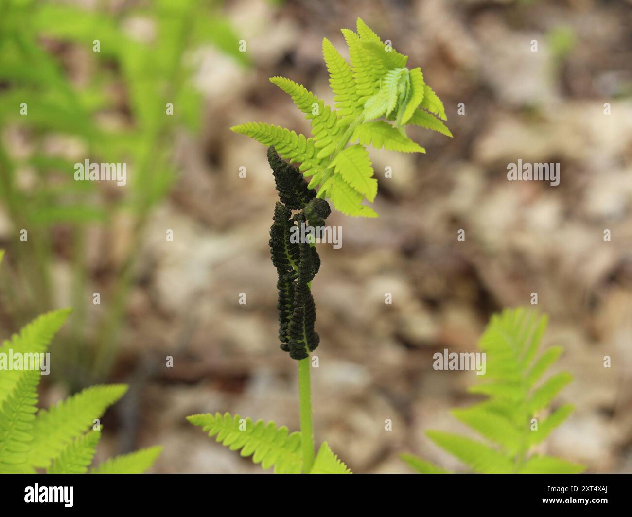 interrupted fern (Osmunda claytoniana) Plantae Stock Photo - Alamy