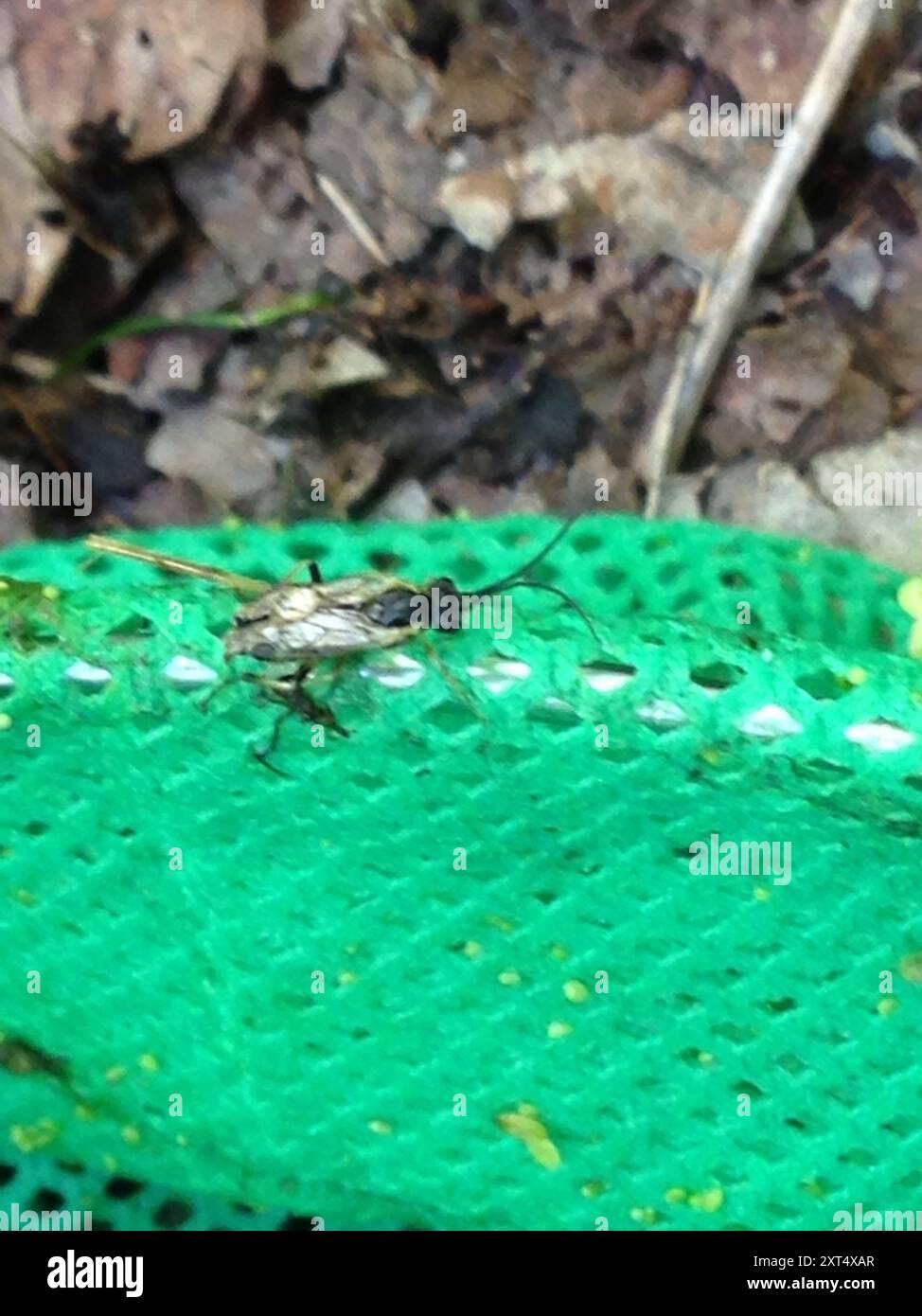 Sawflies, Horntails, and Wood Wasps (Symphyta) Insecta Stock Photo - Alamy