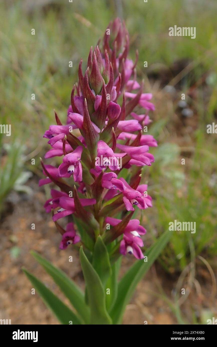 Stachyoides hi-res stock photography and images - Alamy