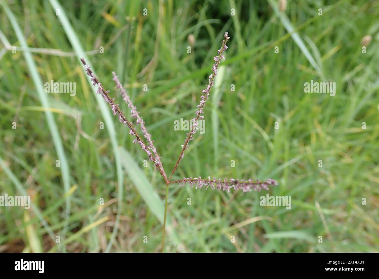 Bermuda grass (Cynodon dactylon) Plantae Stock Photo - Alamy