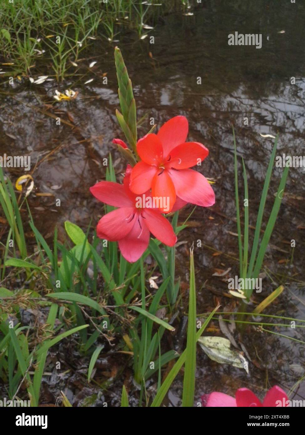 Scarlet River Lily (Hesperantha coccinea) Plantae Stock Photo - Alamy