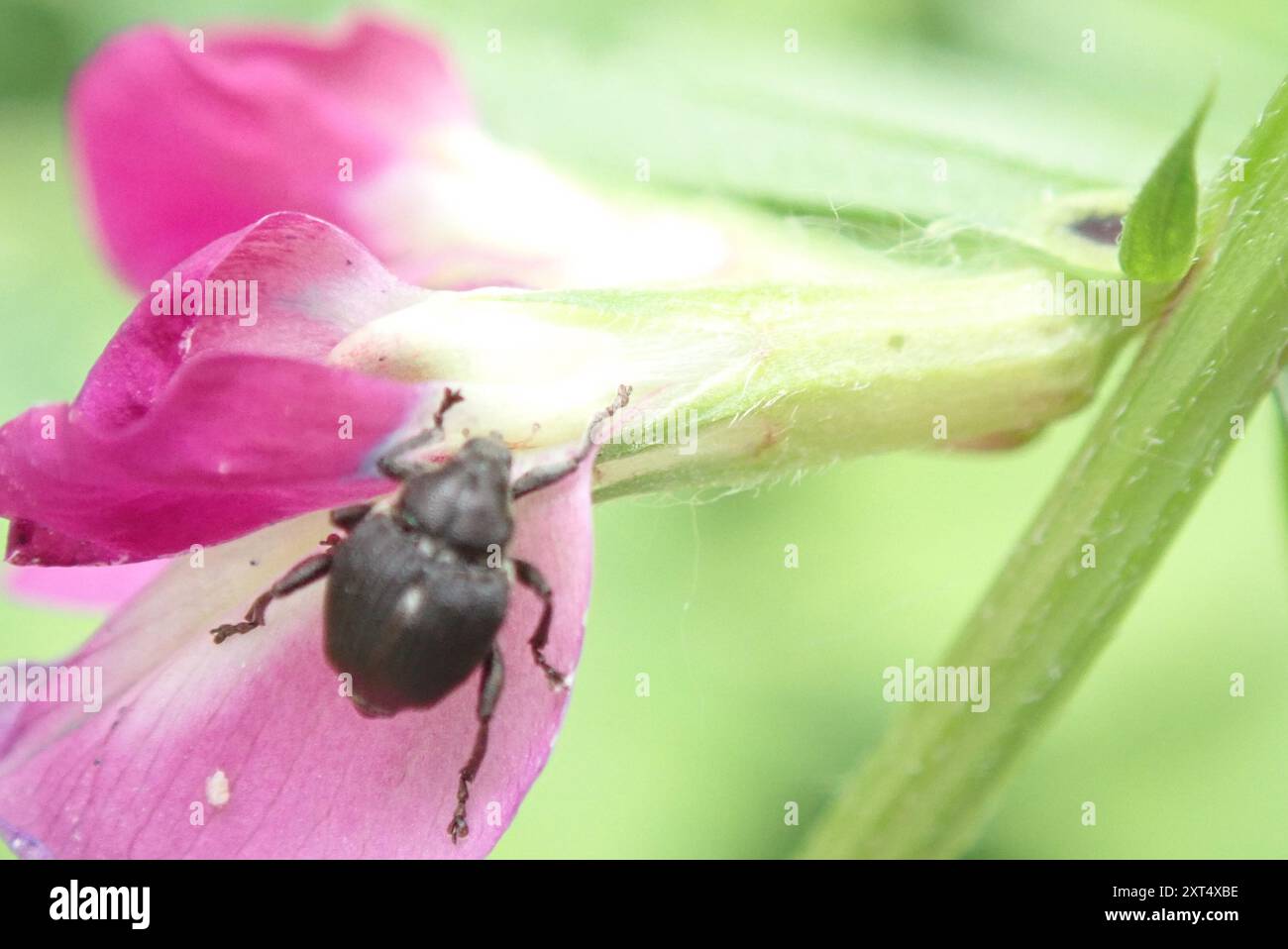 Iris weevil (Mononychus punctumalbum) Insecta Stock Photo - Alamy