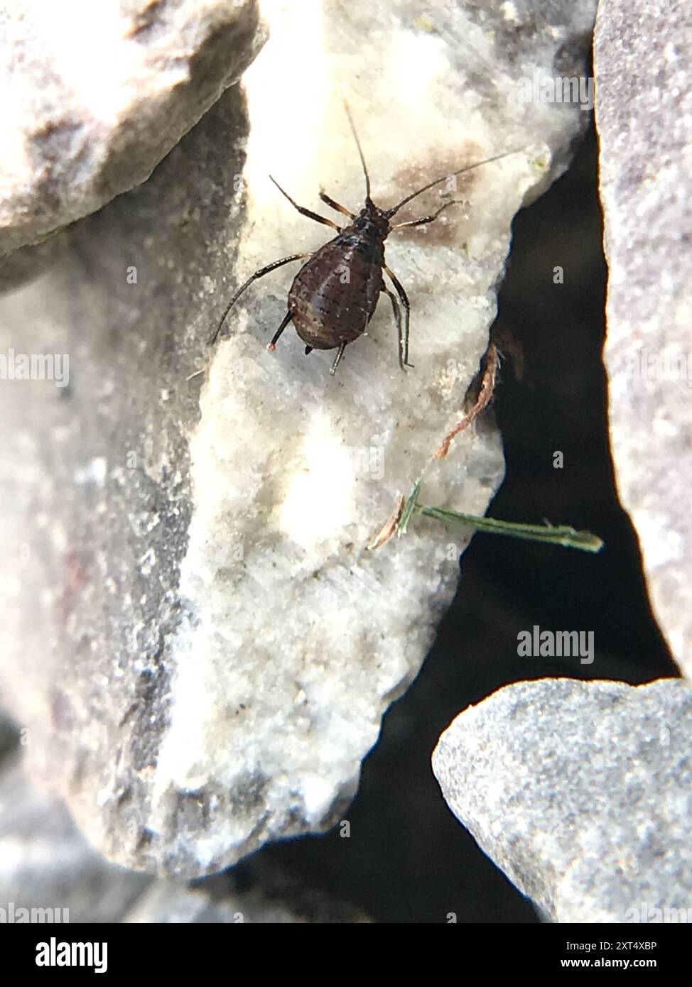 Aphids (Aphididae) Insecta Stock Photo - Alamy