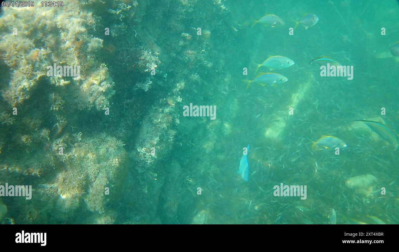 Bar Jack (Caranx ruber) Actinopterygii Stock Photo - Alamy