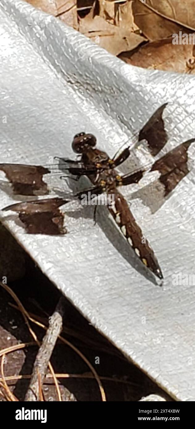 Common Whitetail (Plathemis lydia) Insecta Stock Photo - Alamy