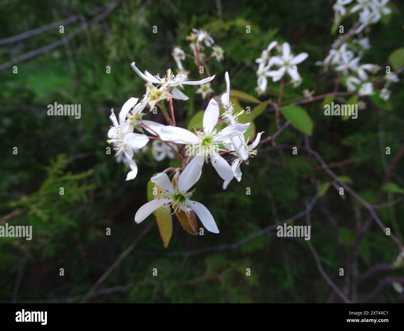 common serviceberry (Amelanchier arborea) Plantae Stock Photo - Alamy