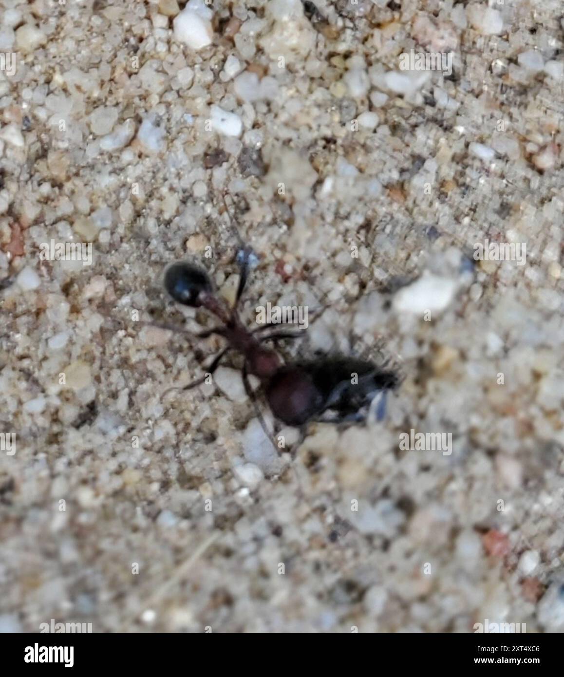 Andre's Harvester Ant (Veromessor andrei) Insecta Stock Photo - Alamy