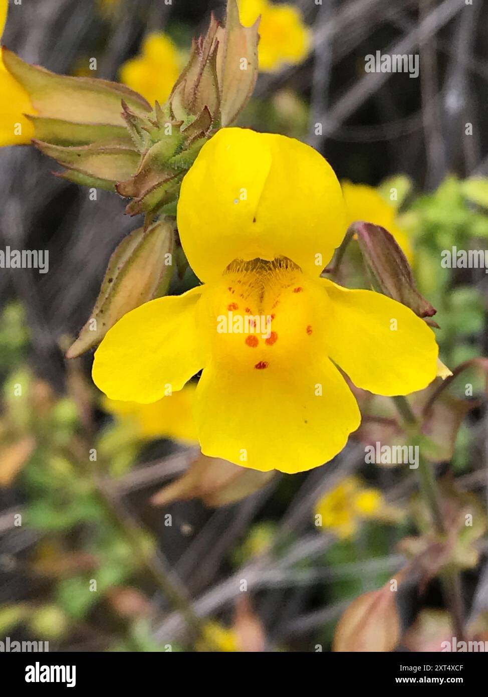 seep monkeyflower (Erythranthe guttata) Plantae Stock Photo - Alamy