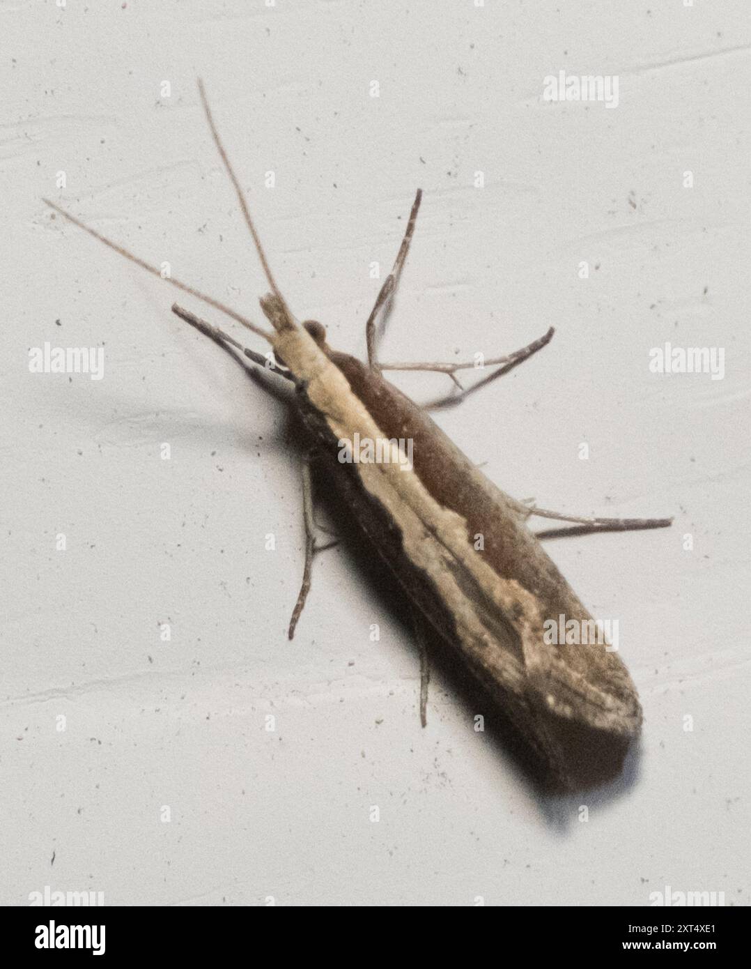 Diamondback Moth (Plutella xylostella) Insecta Stock Photo - Alamy