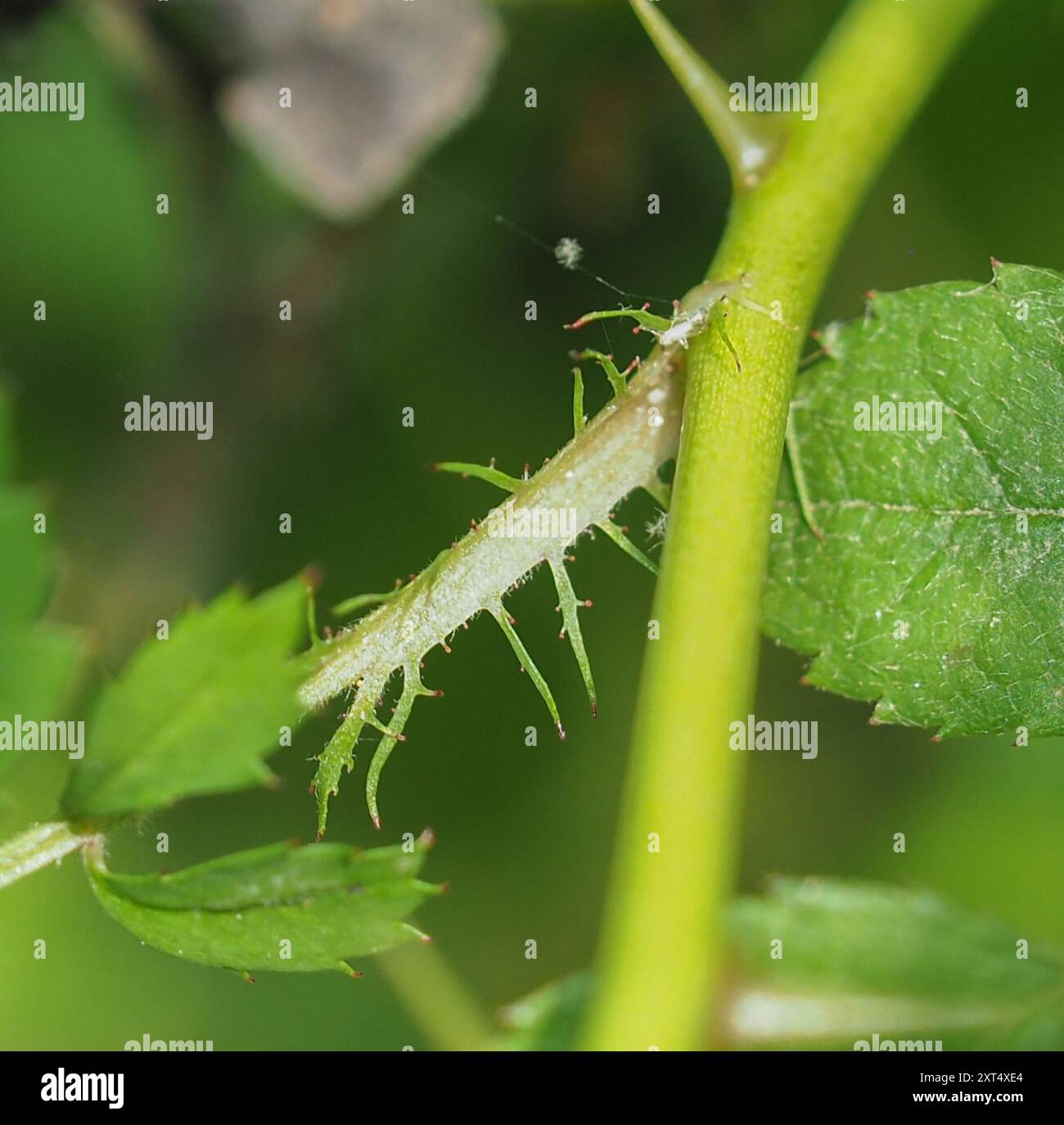 multiflora rose (Rosa multiflora) Plantae Stock Photo - Alamy