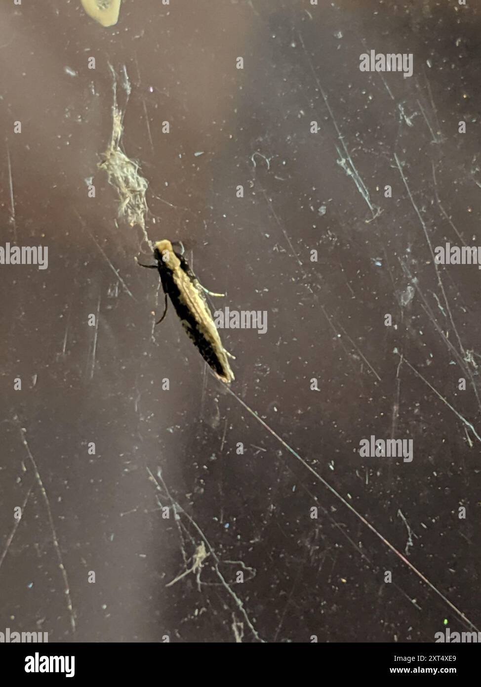 Bird Nest Moth (Monopis crocicapitella) Insecta Stock Photo - Alamy