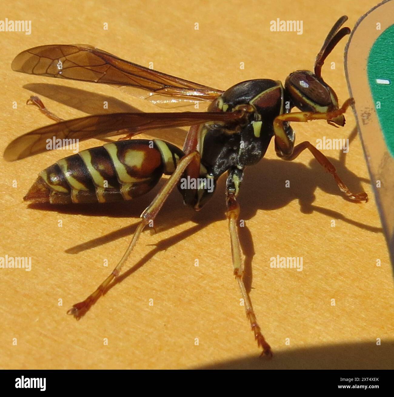 Northern Paper Wasp (Polistes fuscatus) Insecta Stock Photo - Alamy